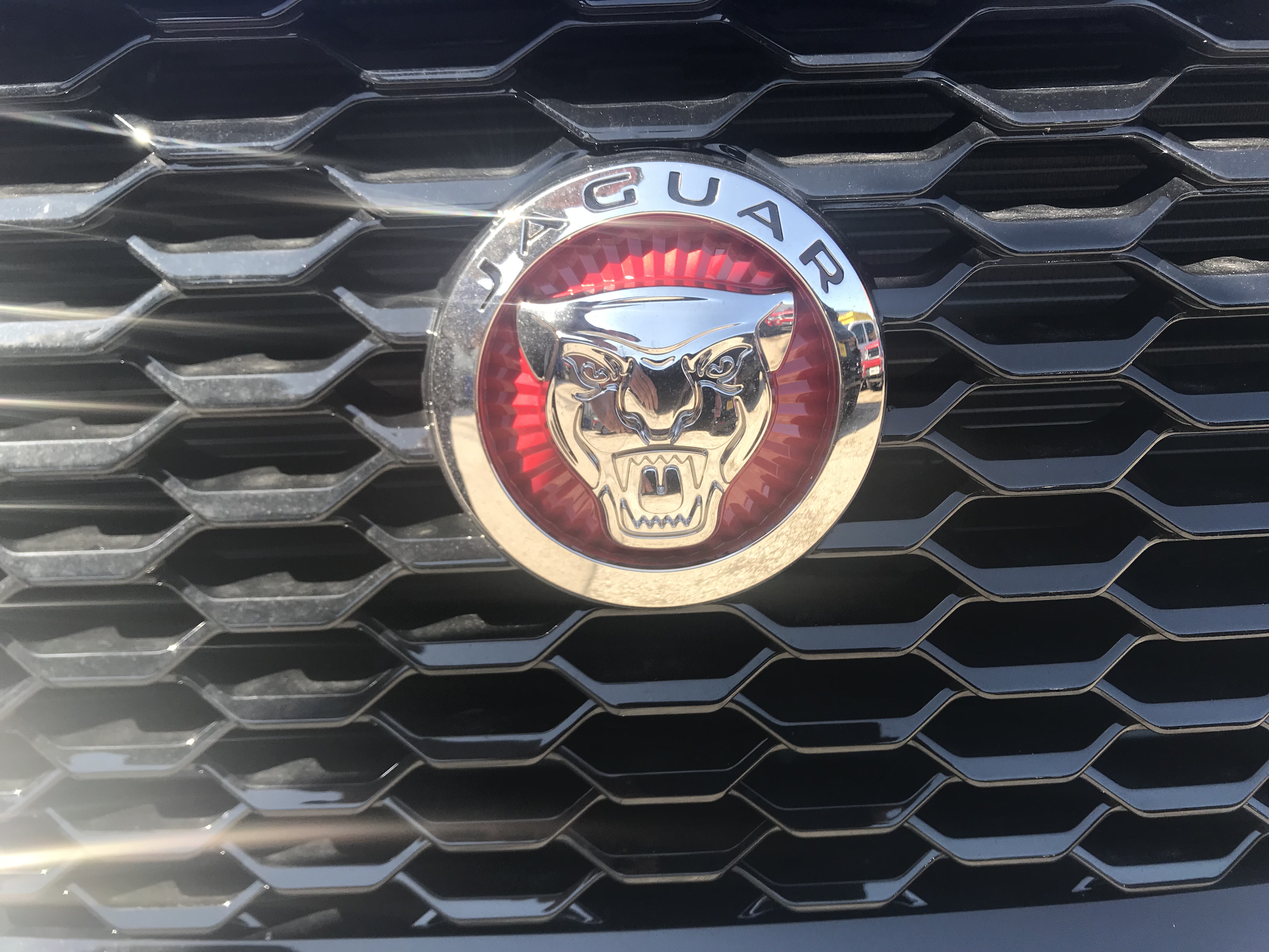 Jaguar Gallery